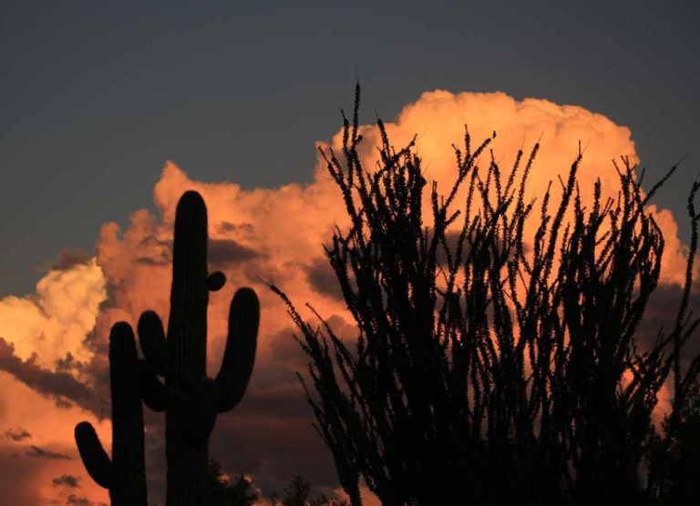 Arizona Native Plants - Cactus Supplier and Delivery Transportation ...