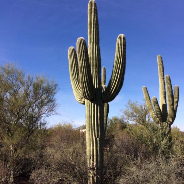Arizona Native Plants – Phoenix & Tucson's Most Trusted Cactus Supplier